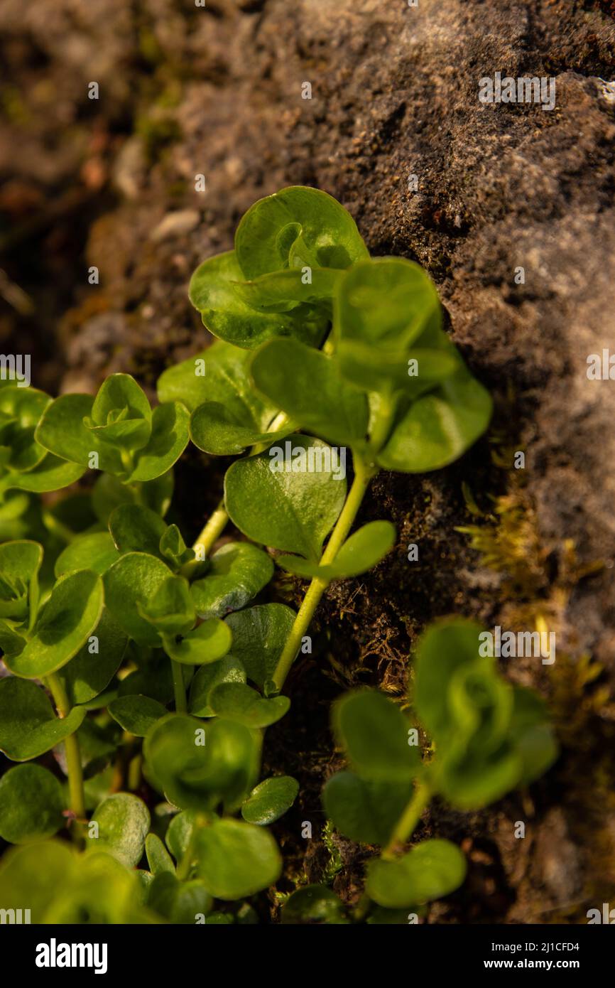 A vertical shot of some sprouts in the background of a stone Stock ...