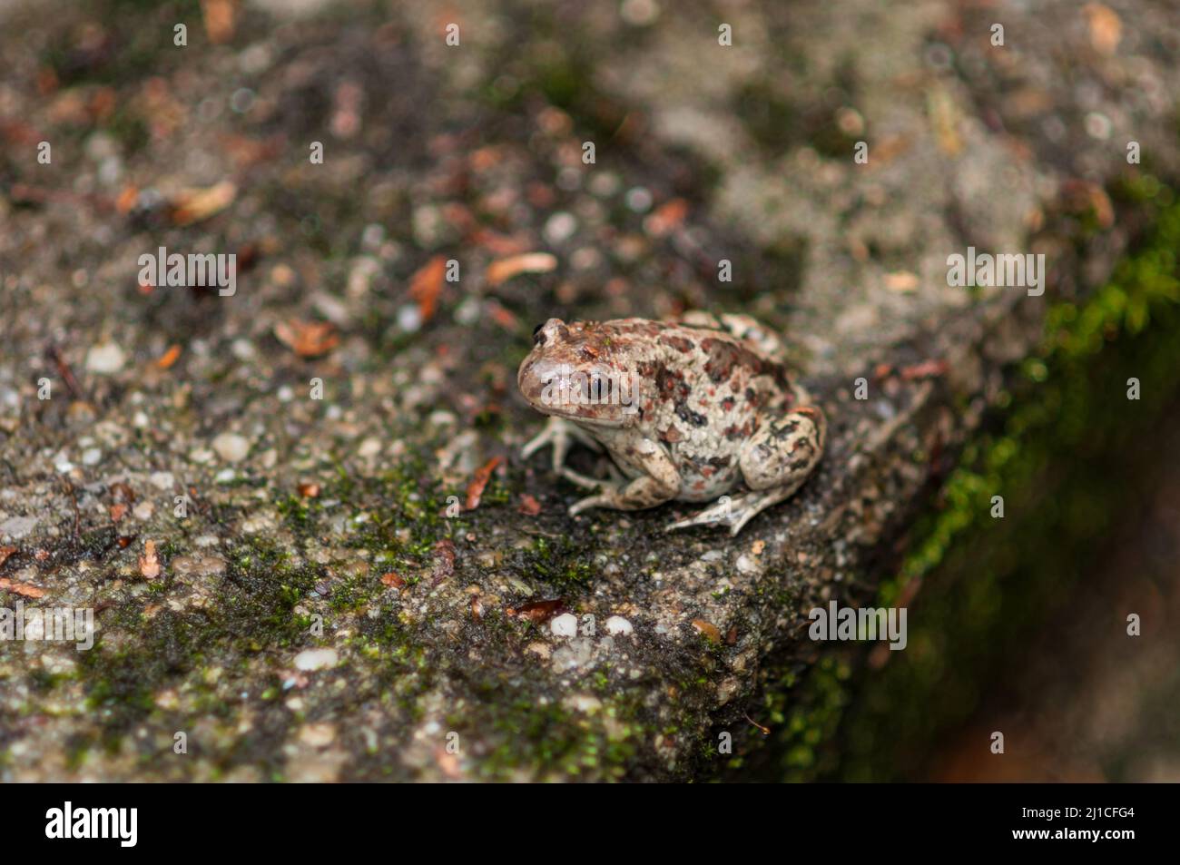 A shallow focus close-up of a Fowler's toad (Anaxyrus fowleri Stock ...