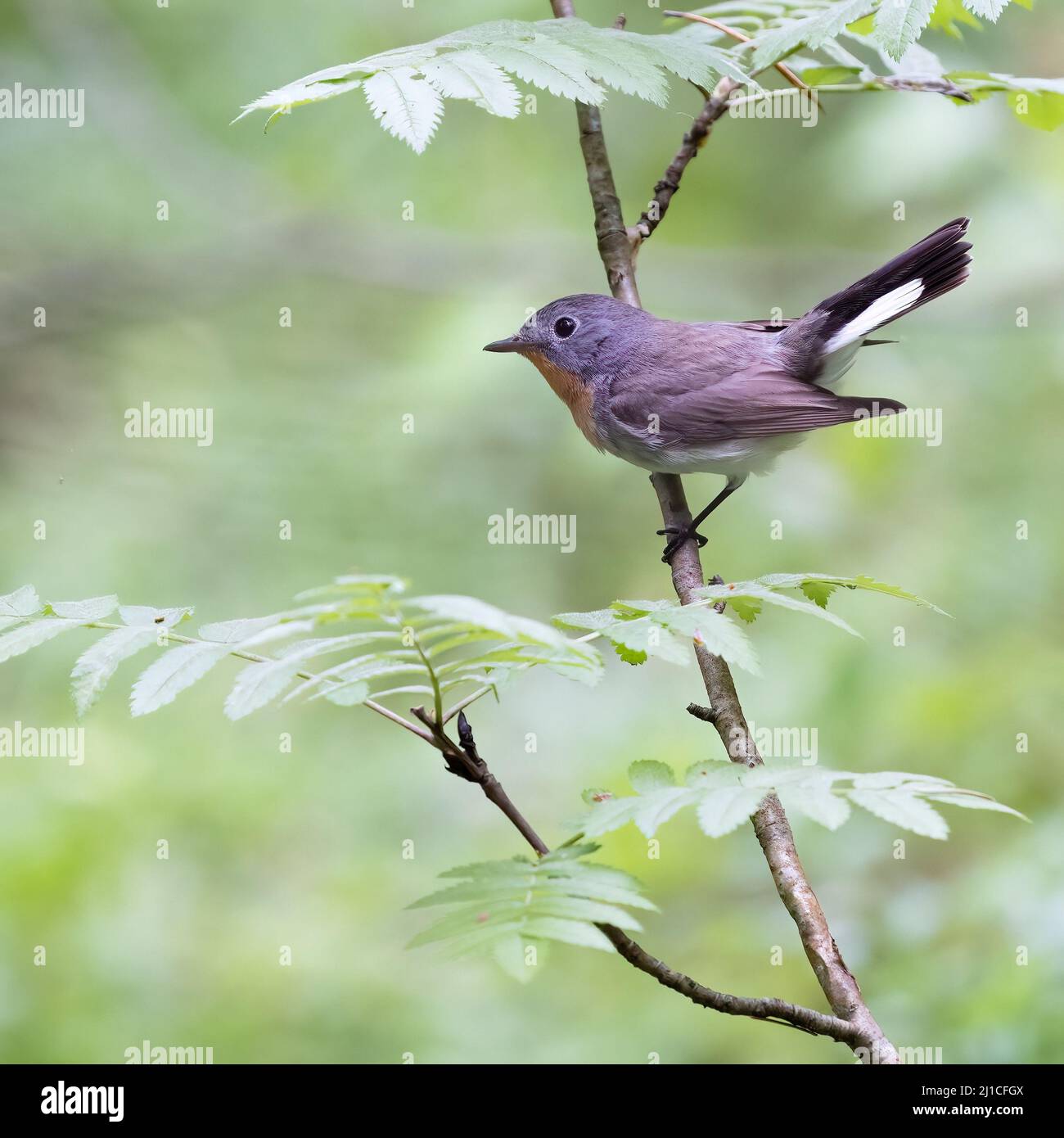 Beautiful flycatcher hi-res stock photography and images - Alamy