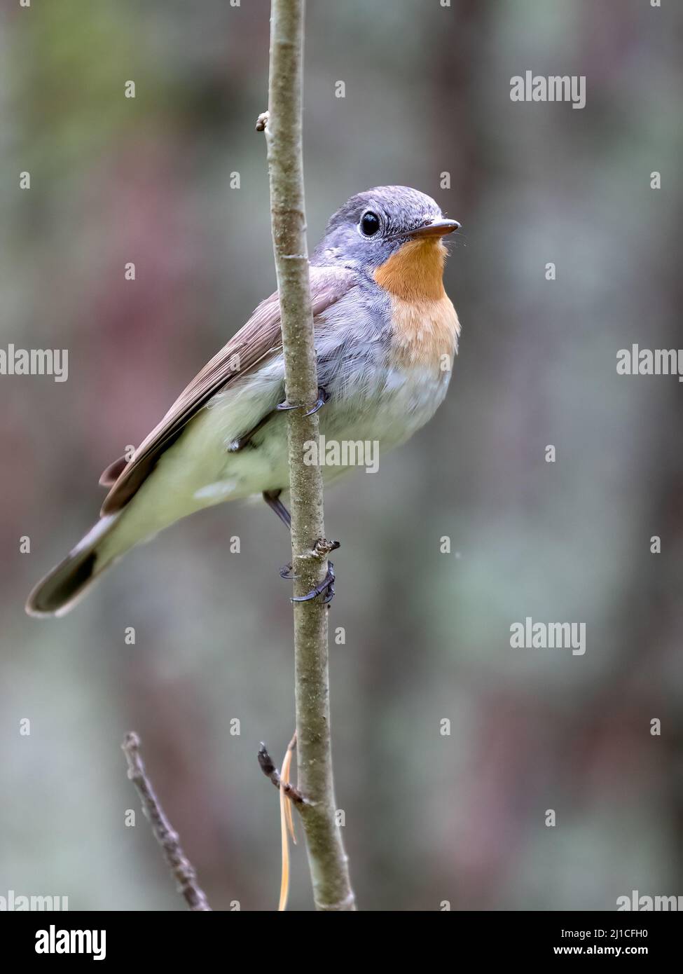 Migratory flycatcher hi-res stock photography and images - Alamy