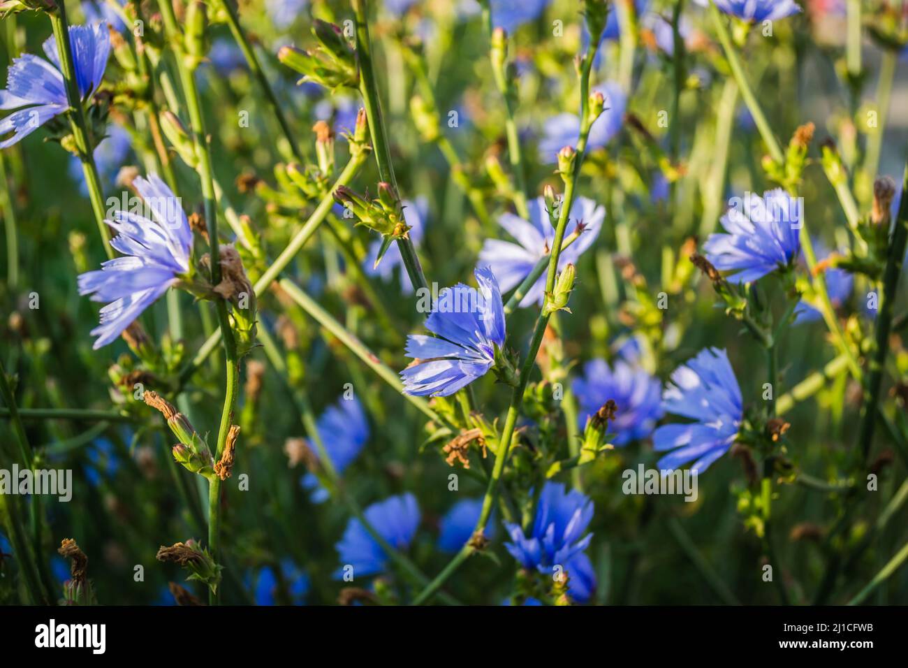 Common chicory farming hi-res stock photography and images - Alamy