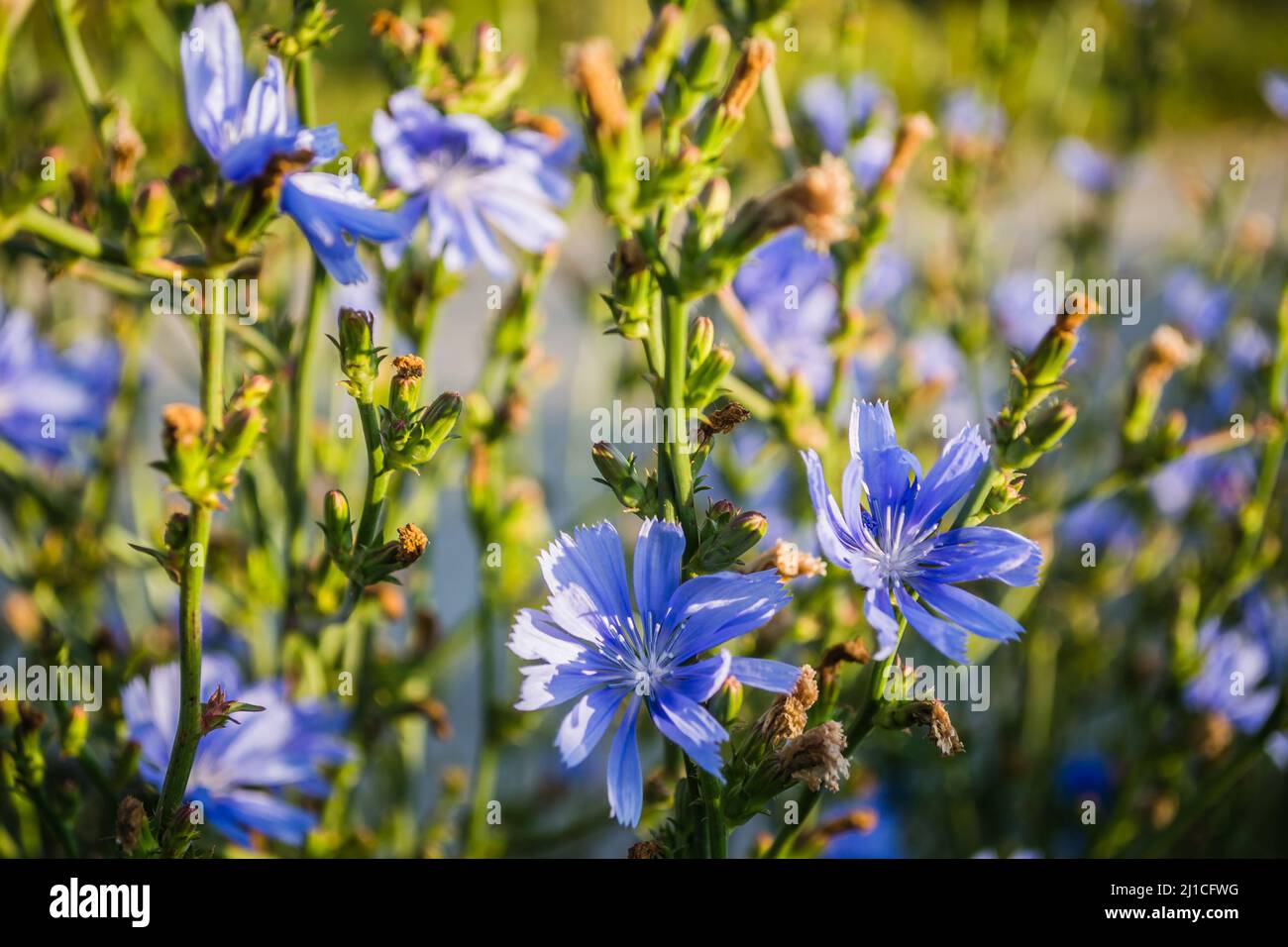 Common chicory farming hi-res stock photography and images - Alamy