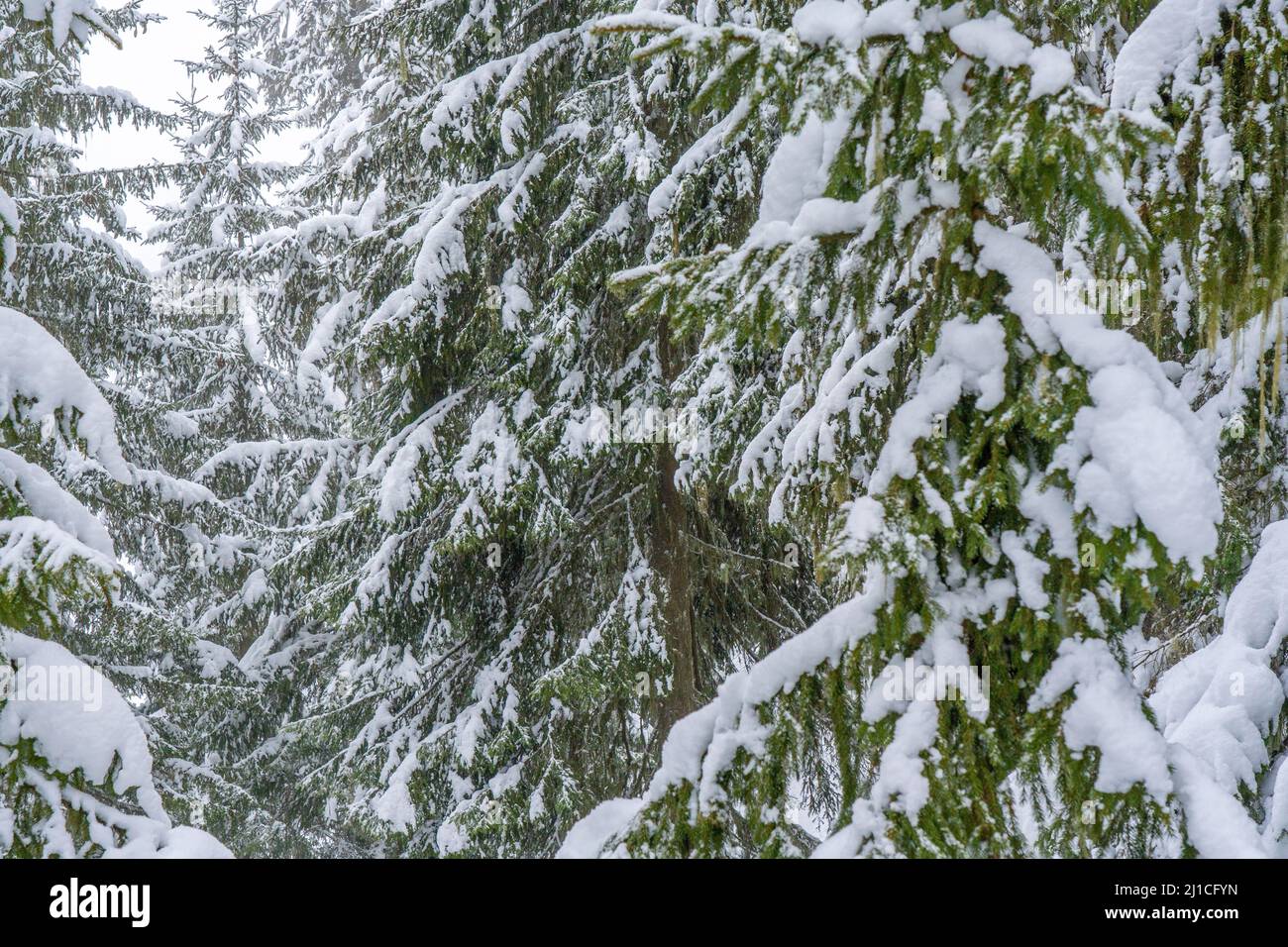 Big spruce trees in the winter forest covered with lots of snow. High ...