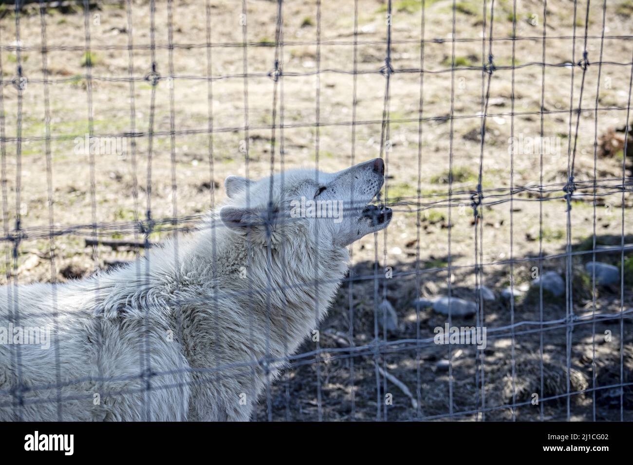 A closeup of a wolf in Alaska Wildlife Conservation Center Stock Photo ...