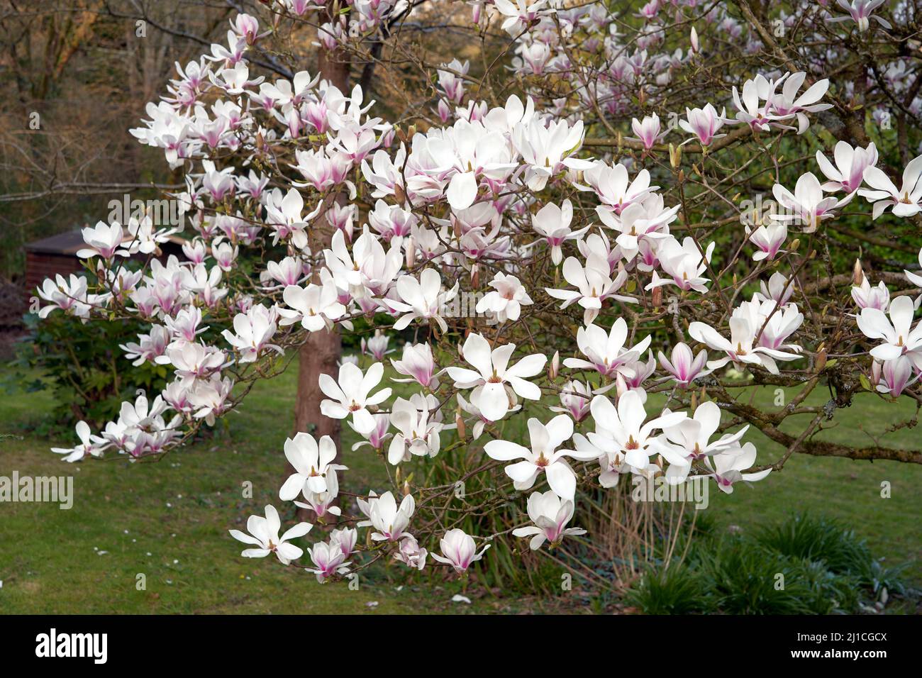 A magnolia tree in full bloom at the end of March, UK Stock Photo - Alamy