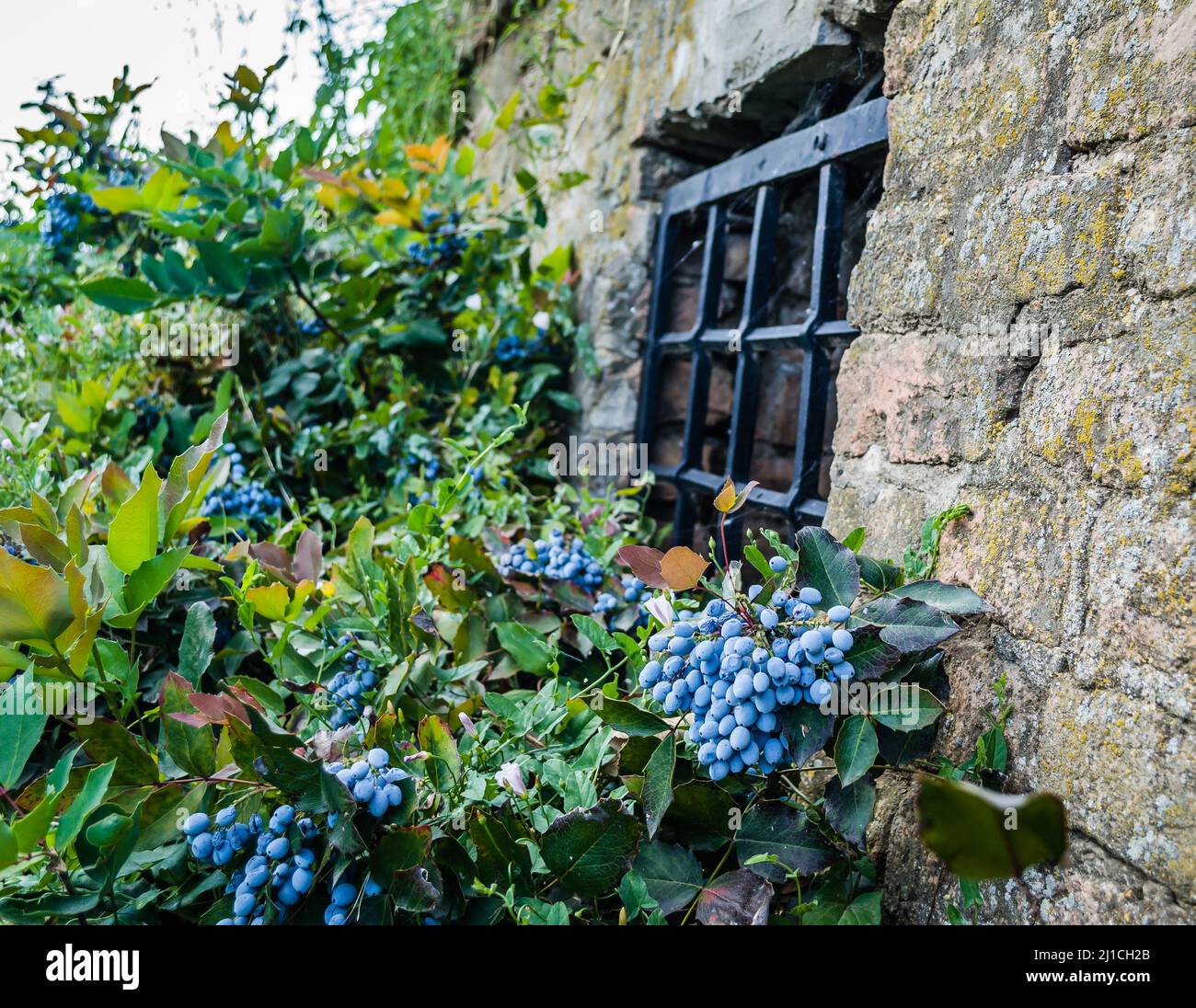 A window with metal bars of the underground gallery in the upper part ...
