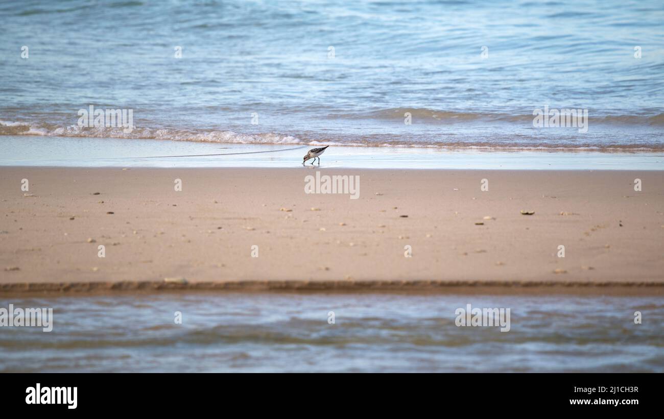 A Sanderling walking on the sandy beach by the water Stock Photo - Alamy
