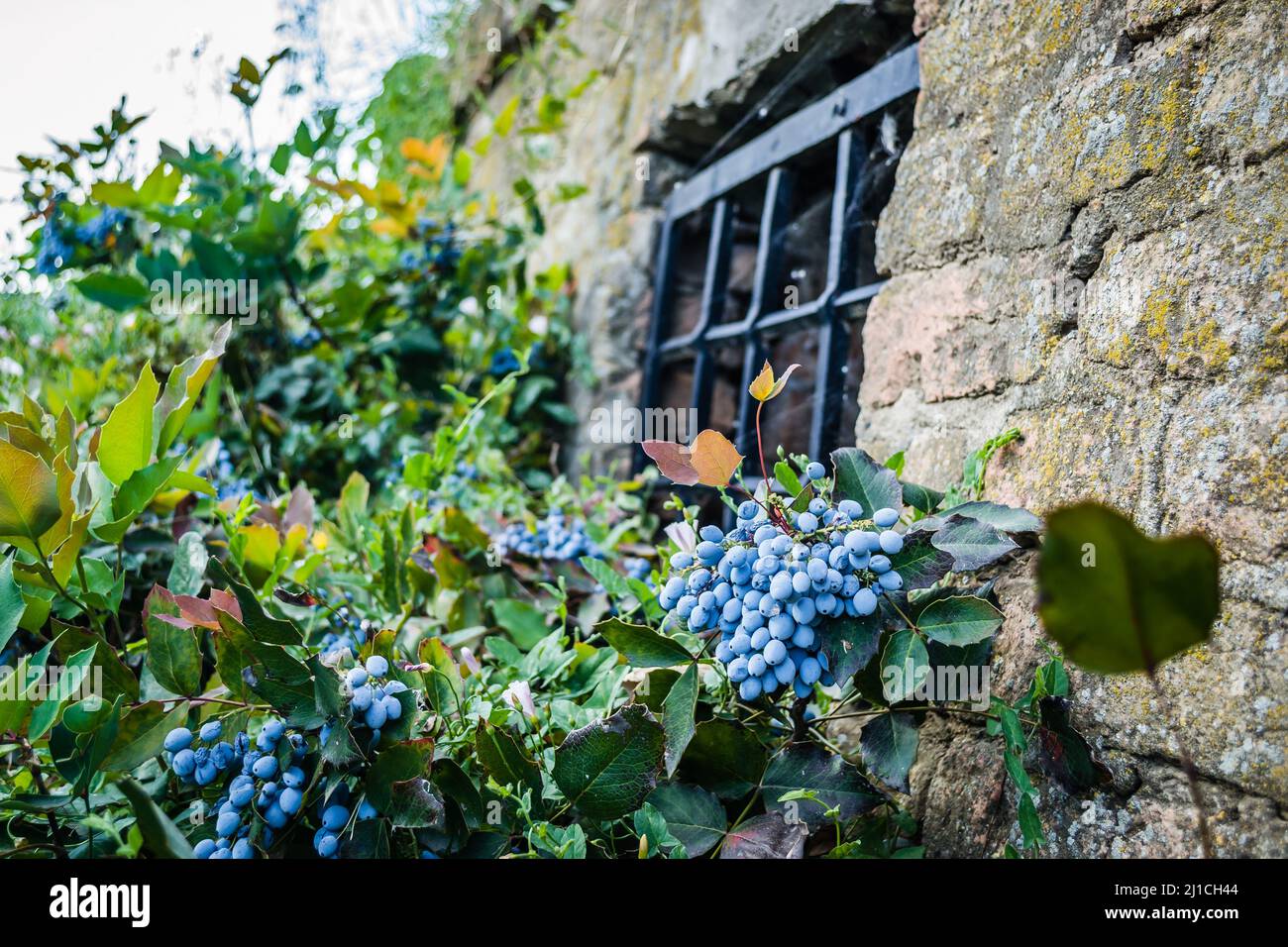 A window with metal bars of the underground gallery in the upper part ...