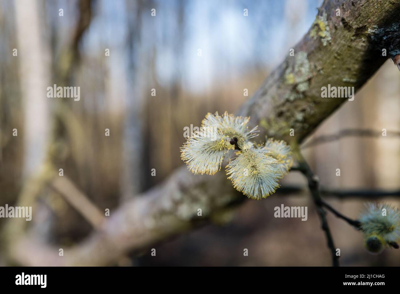 Thin trunk hi-res stock photography and images - Alamy