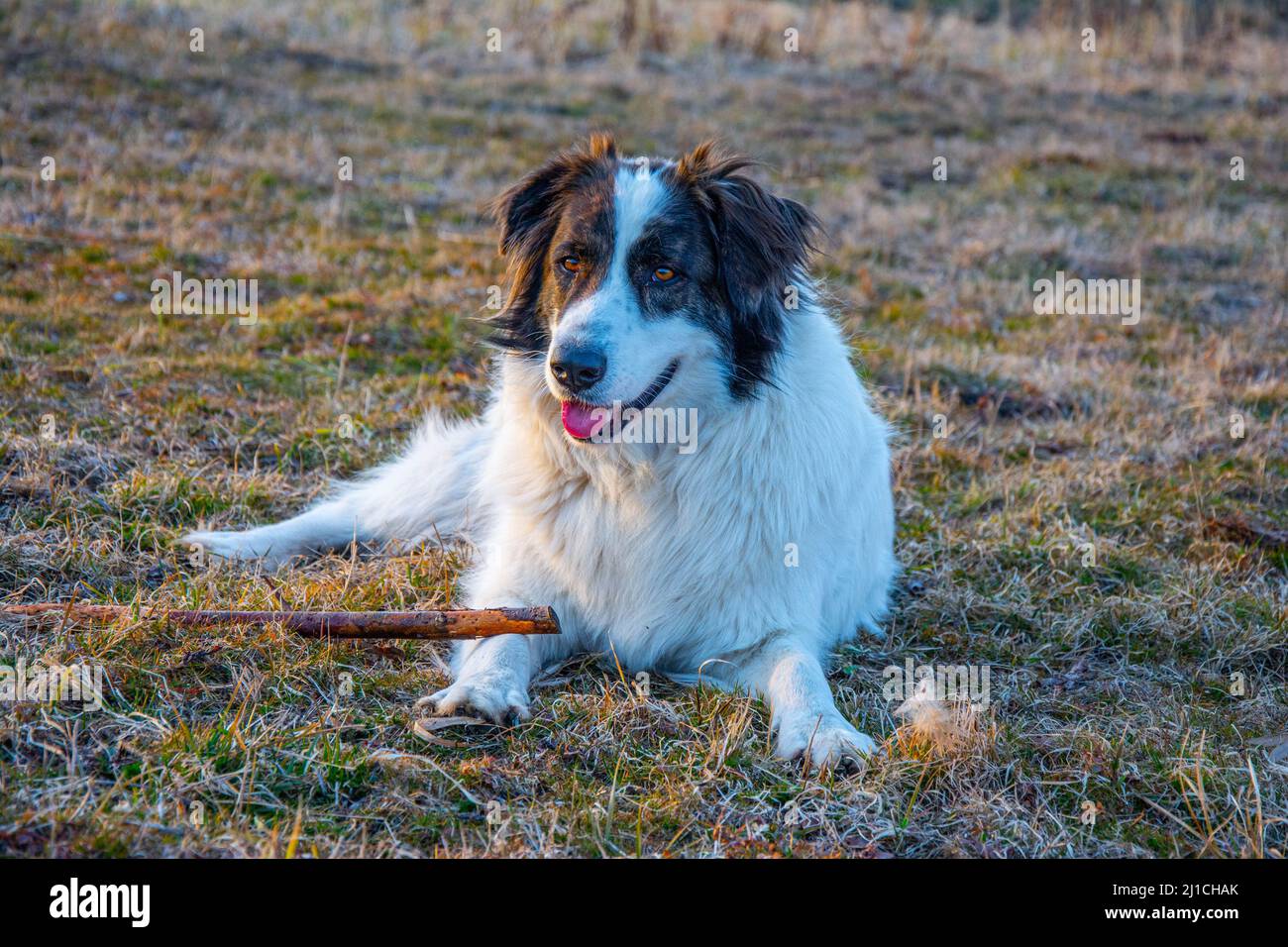 beautiful white dog on spring field Stock Photo - Alamy