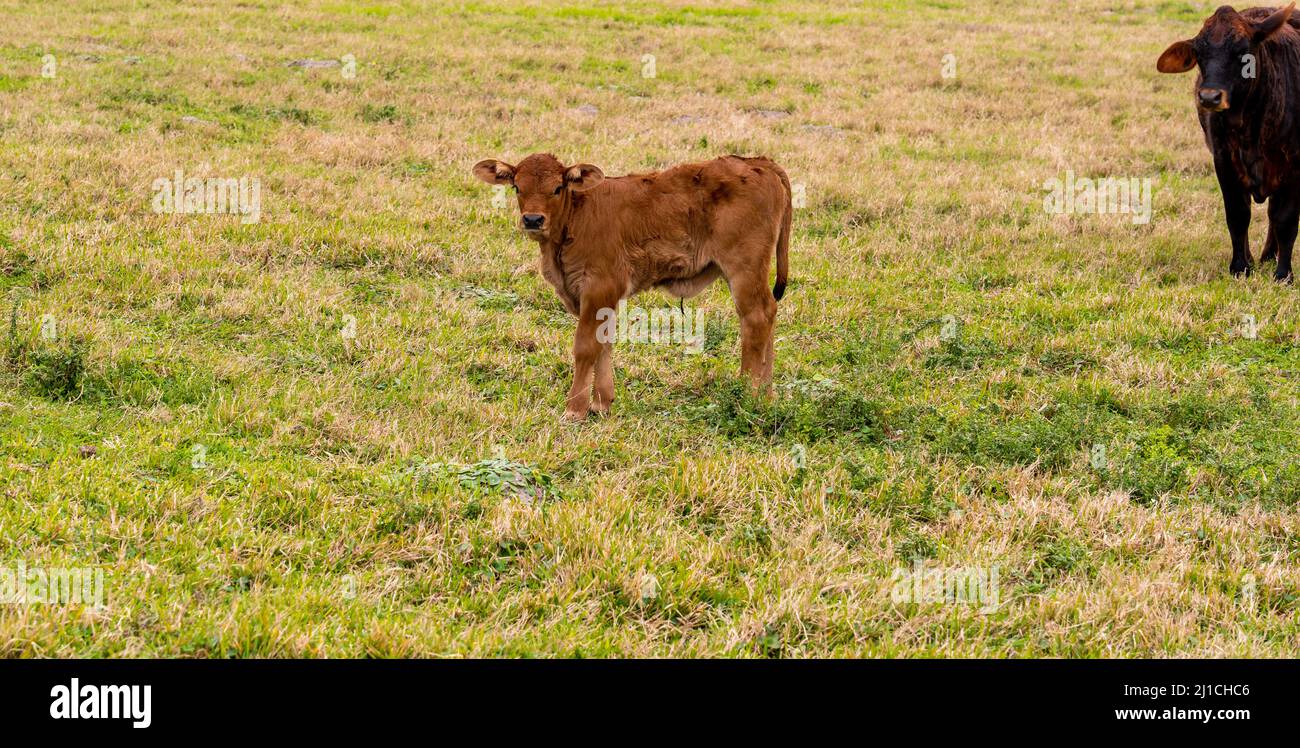 Umbilical cord cow hi-res stock photography and images - Alamy