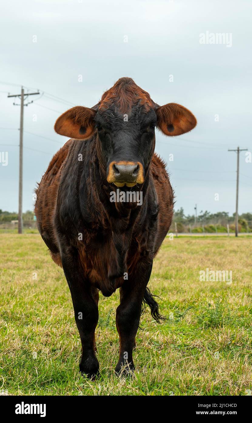 Beef Cow in pasture on a cloudy day, facing camera in vertical image ...