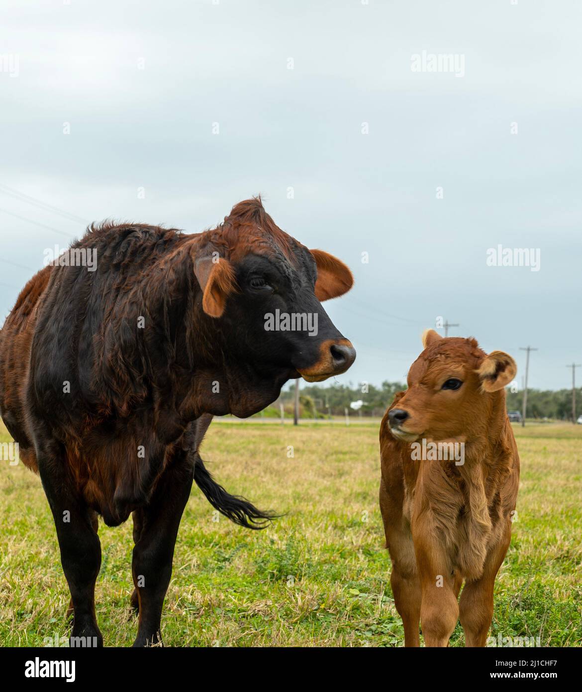 Cow and calf, beef cattle livestock in a farm pasture on a cloudy day ...