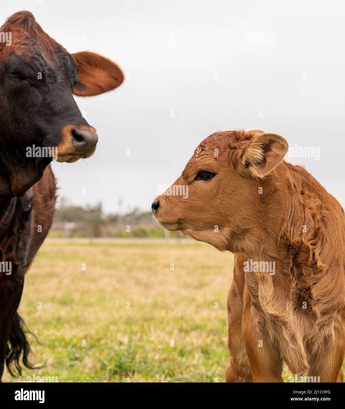 Cute Beef Cows
