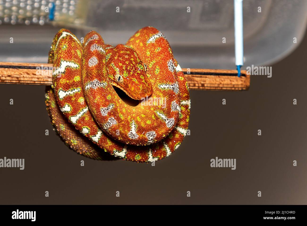 Australian tree snake hi-res stock photography and images - Alamy