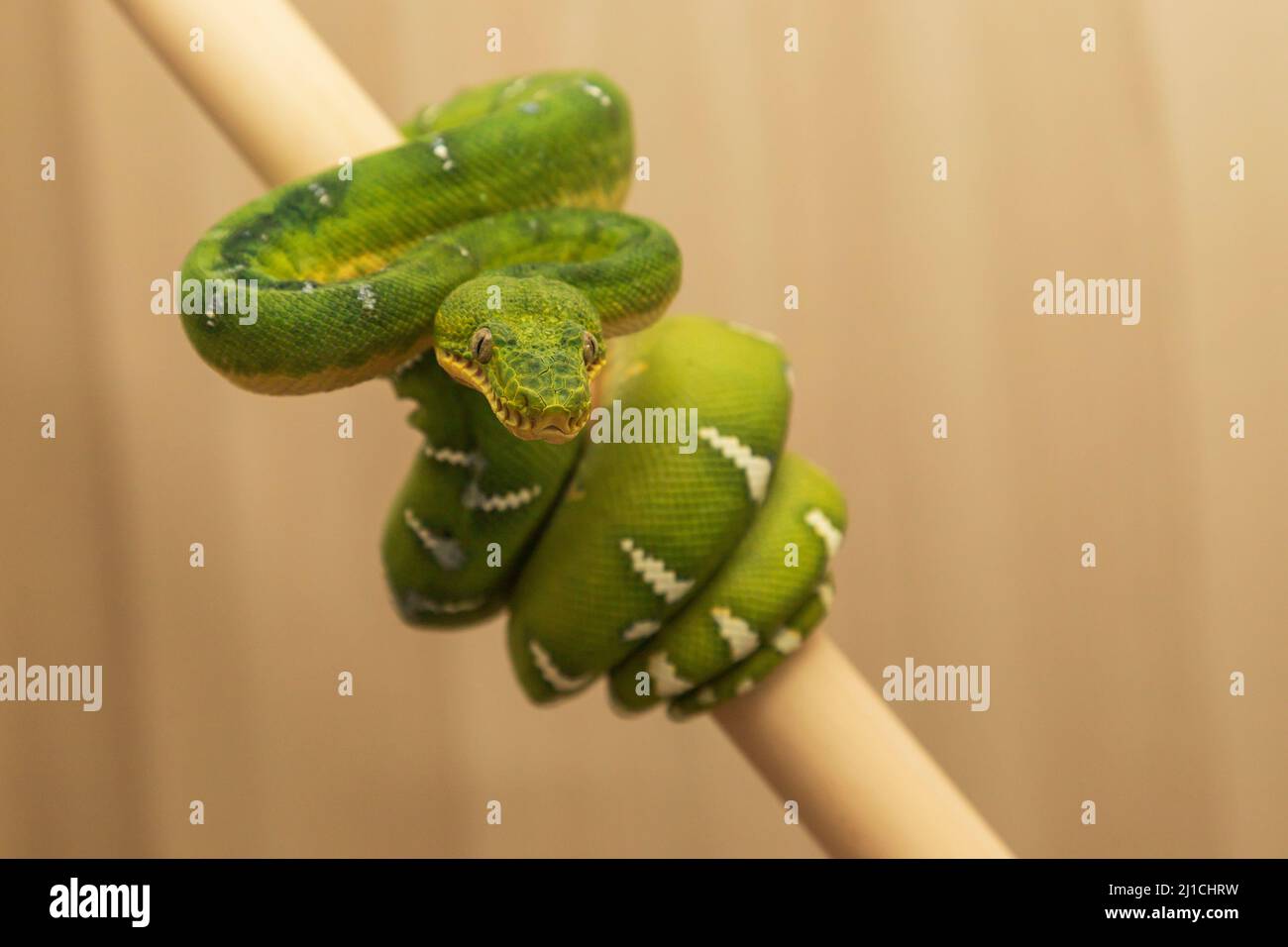 Australian tree snake hi-res stock photography and images - Alamy