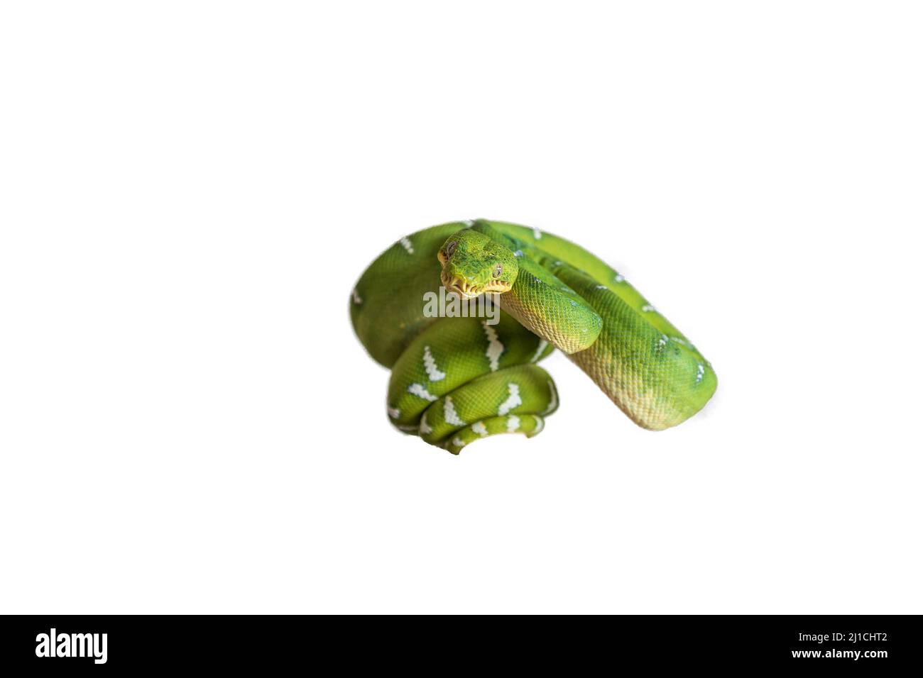 Python family Cut Out Stock Images & Pictures - Alamy