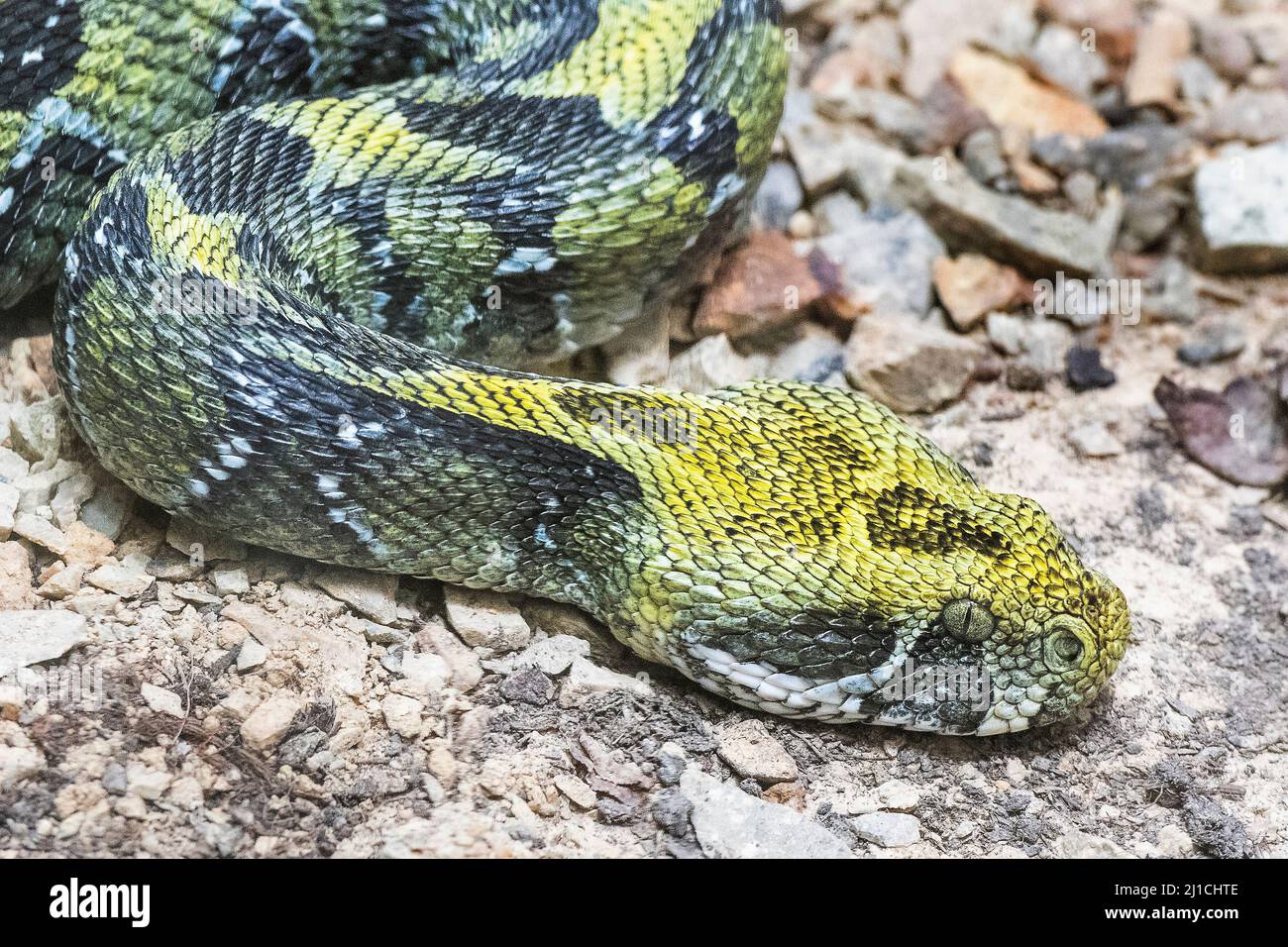 Pilsen, Czech Republic. 24th Mar, 2022. Ethiopian Mountain Adder, Bitis ...