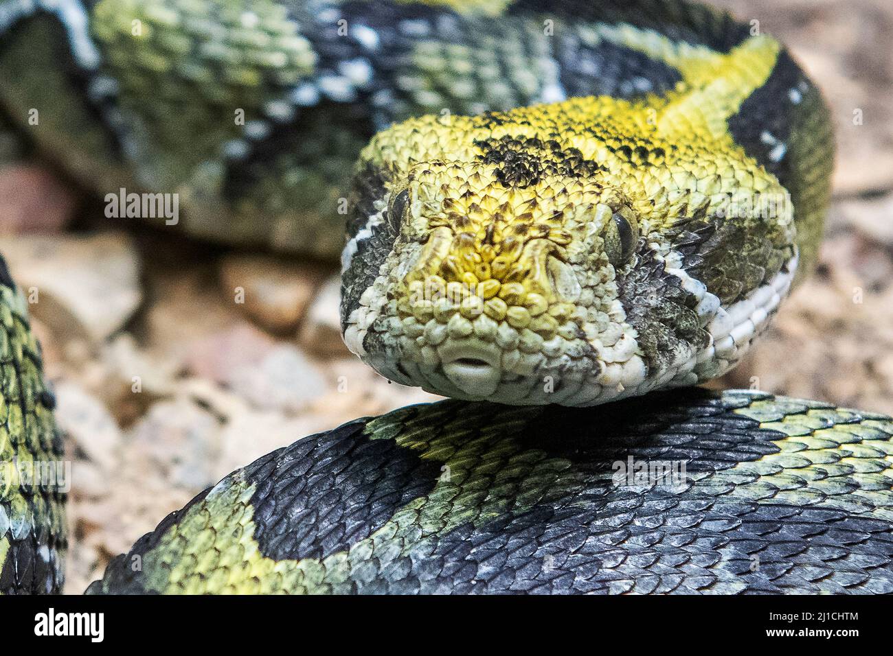 Ethiopian Mountain Adder