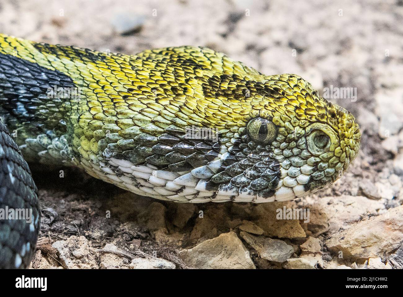 Bitis parviocula hi-res stock photography and images - Alamy