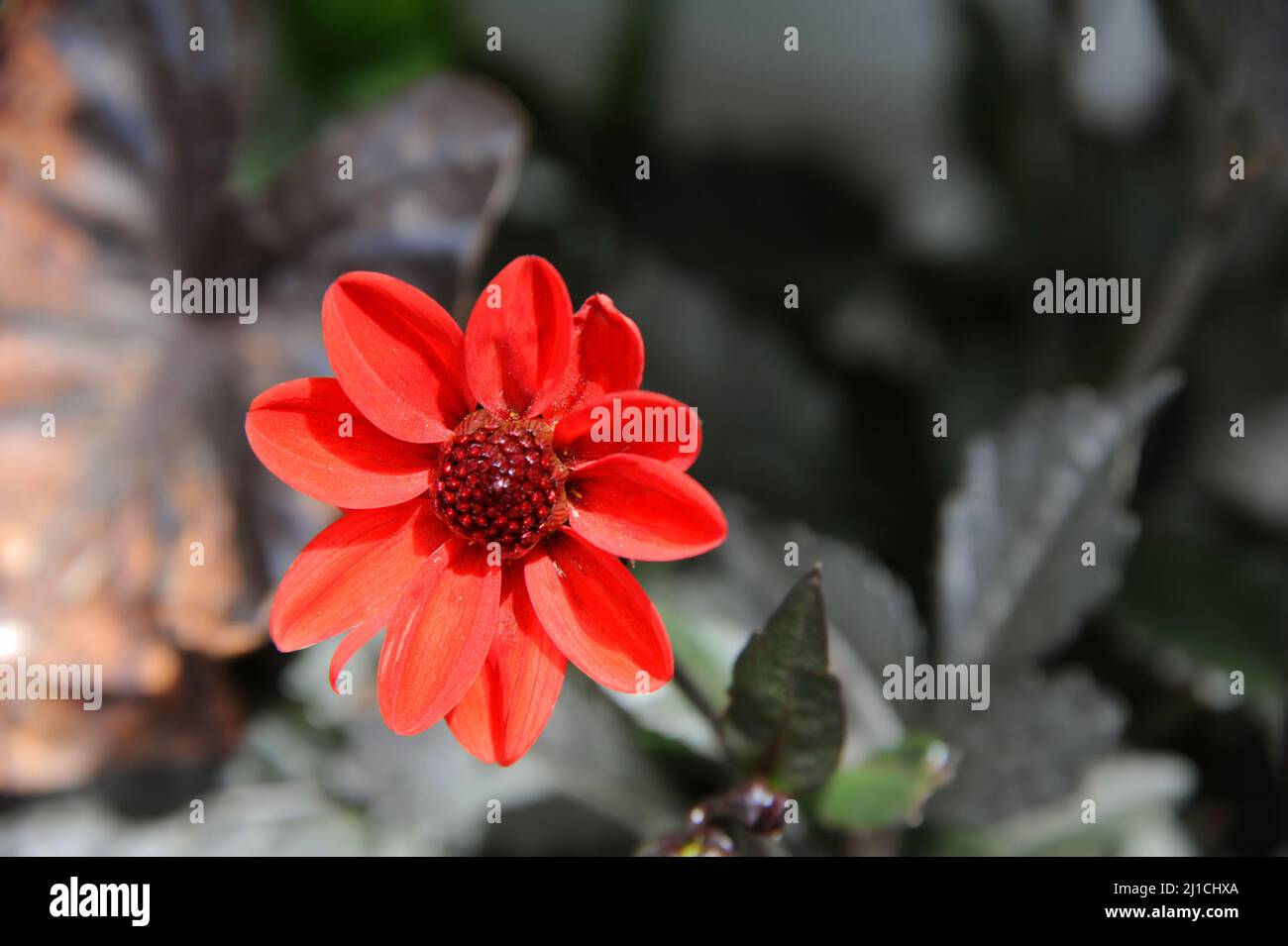 Single orange flower hi-res stock photography and images - Alamy
