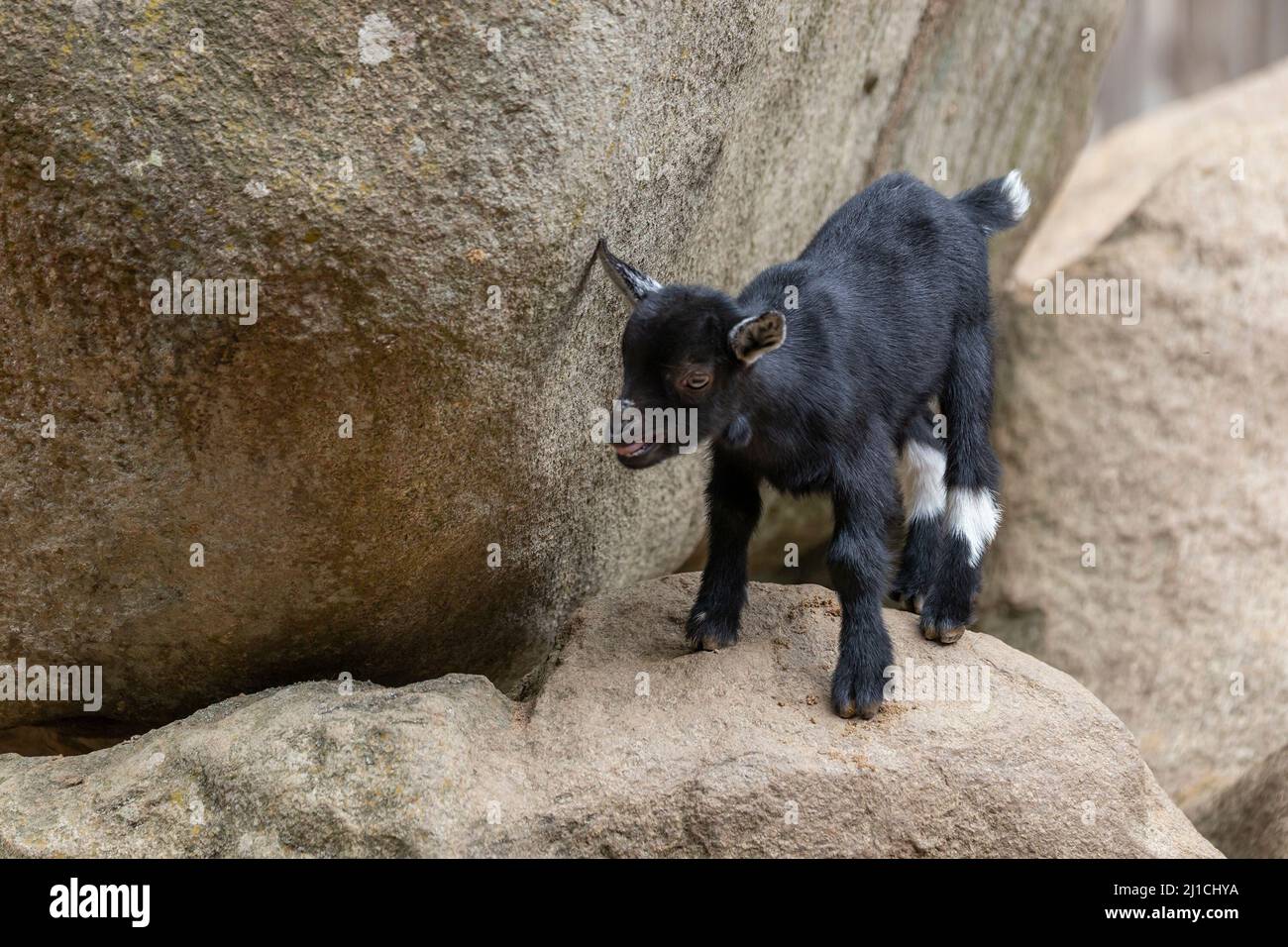 A young black goat stands on a stone. The kid is wearing a white stain ...