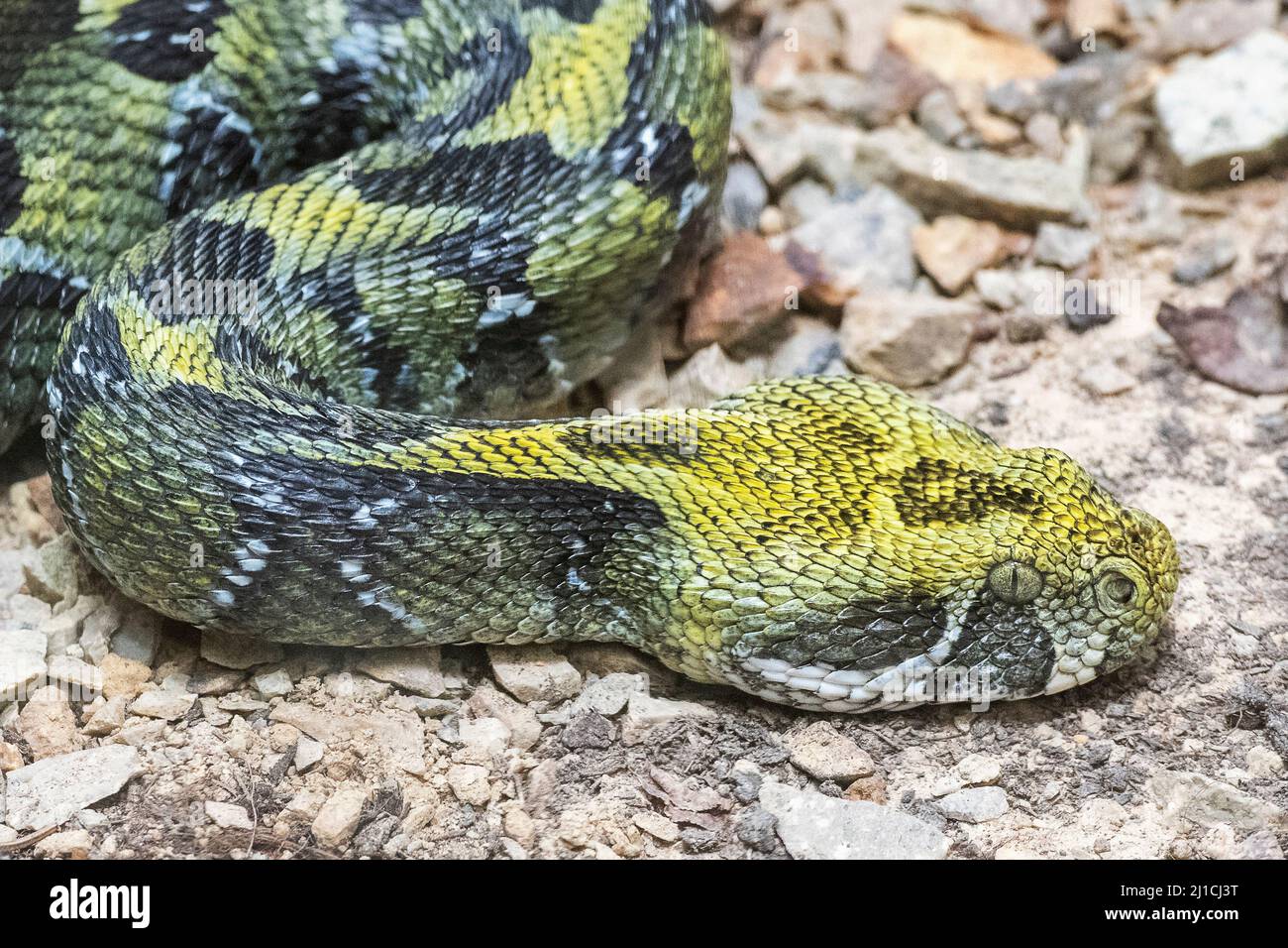 Pilsen, Czech Republic. 24th Mar, 2022. Ethiopian Mountain Adder, Bitis ...