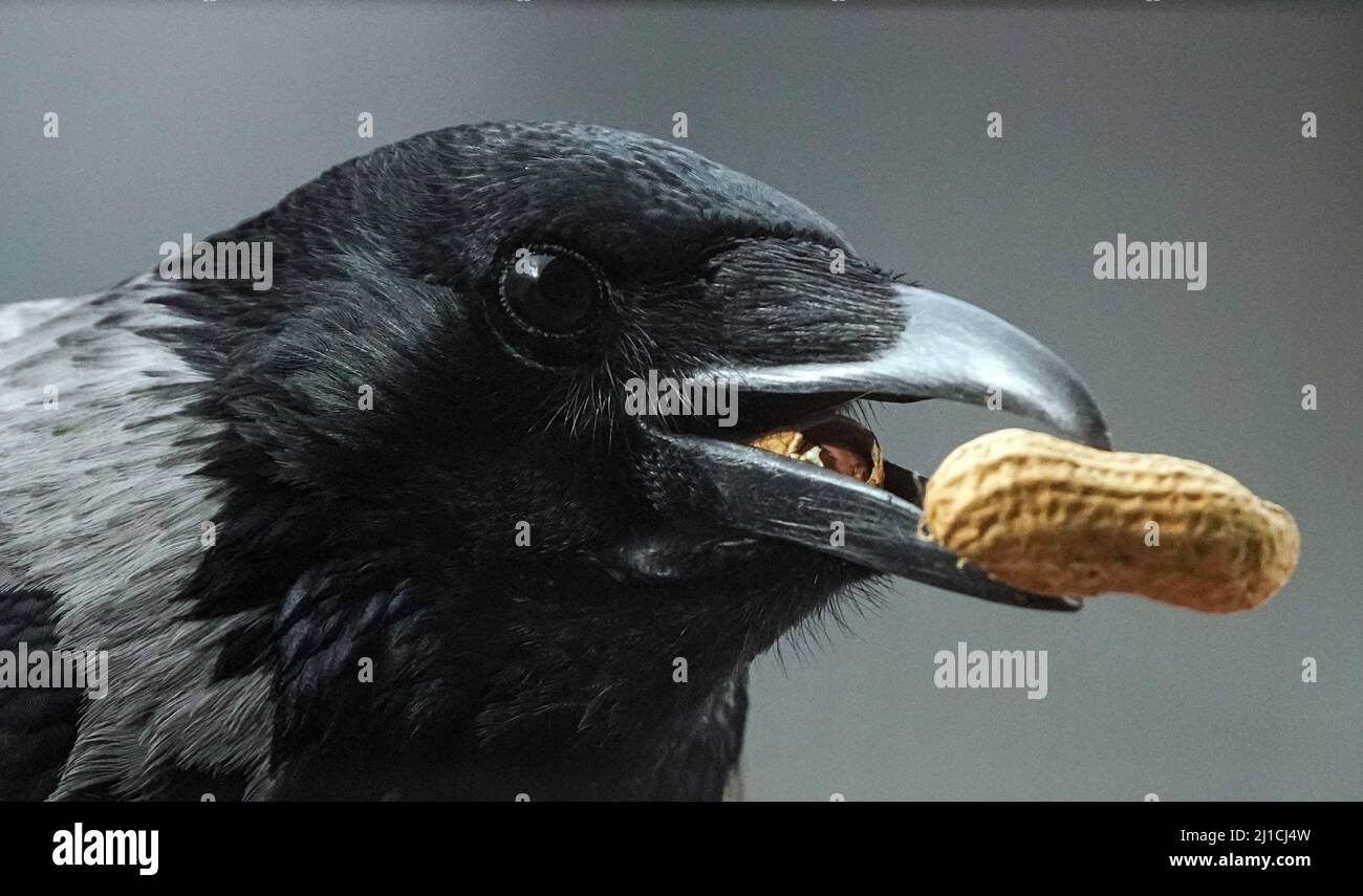 Close up crows head beak hi-res stock photography and images - Alamy