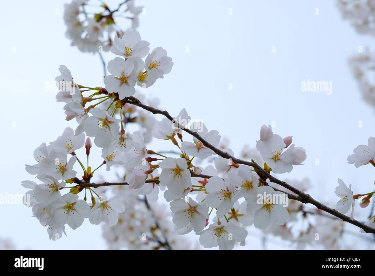 Cherry Blossoms in Bloom Stock Photo - Alamy