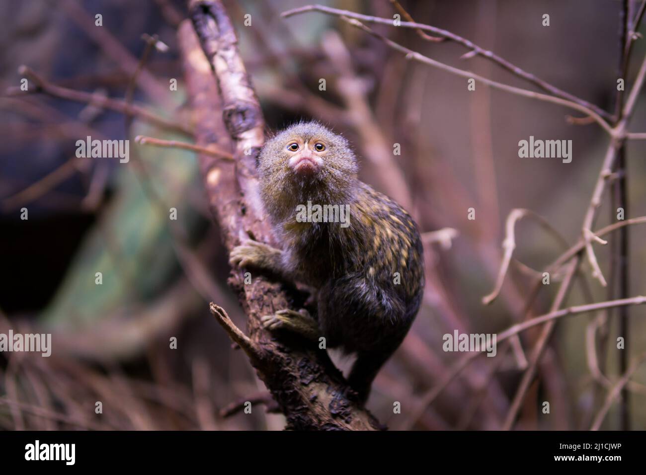 Cute Pygmy Marmoset