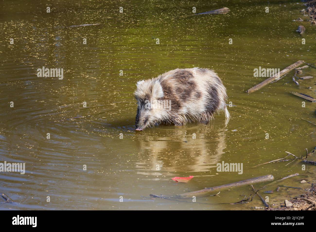 Wild boar - Sus scrofa - a cub in the water of a pond looking for food ...