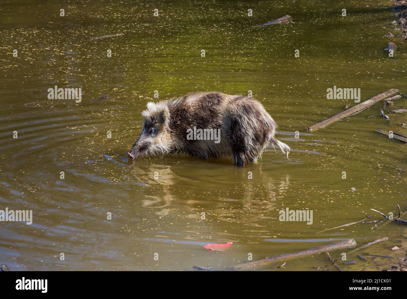 Wild boar - Sus scrofa - a cub in the water of a pond looking for food ...