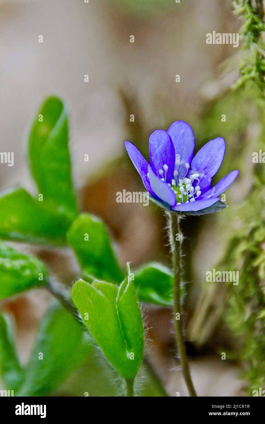 One flowering blue hepatica nobilis with green leaves in forest in ...