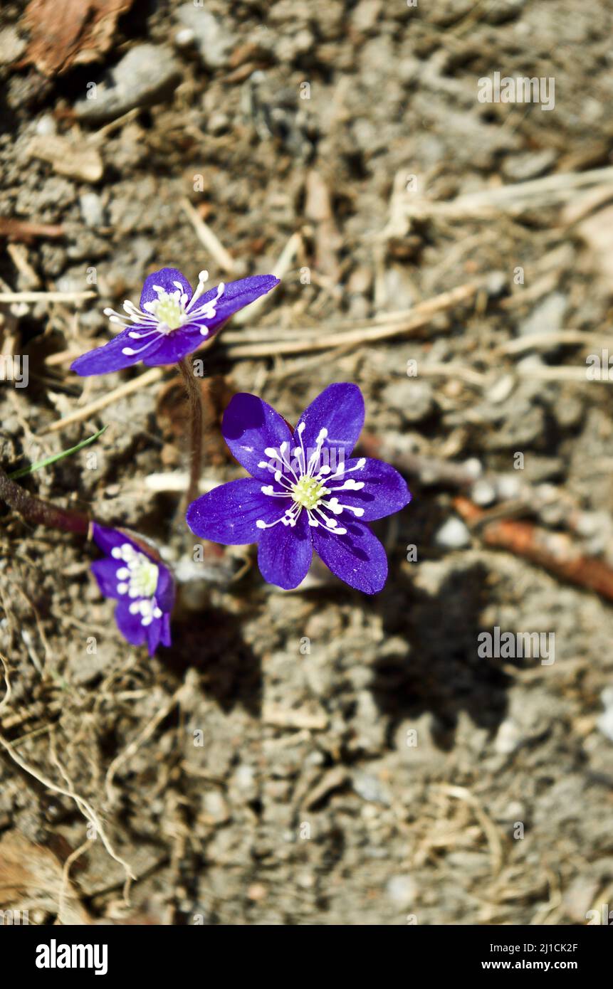 Blue hepatica nobilis plants with its shadows outdoors in the nature in ...