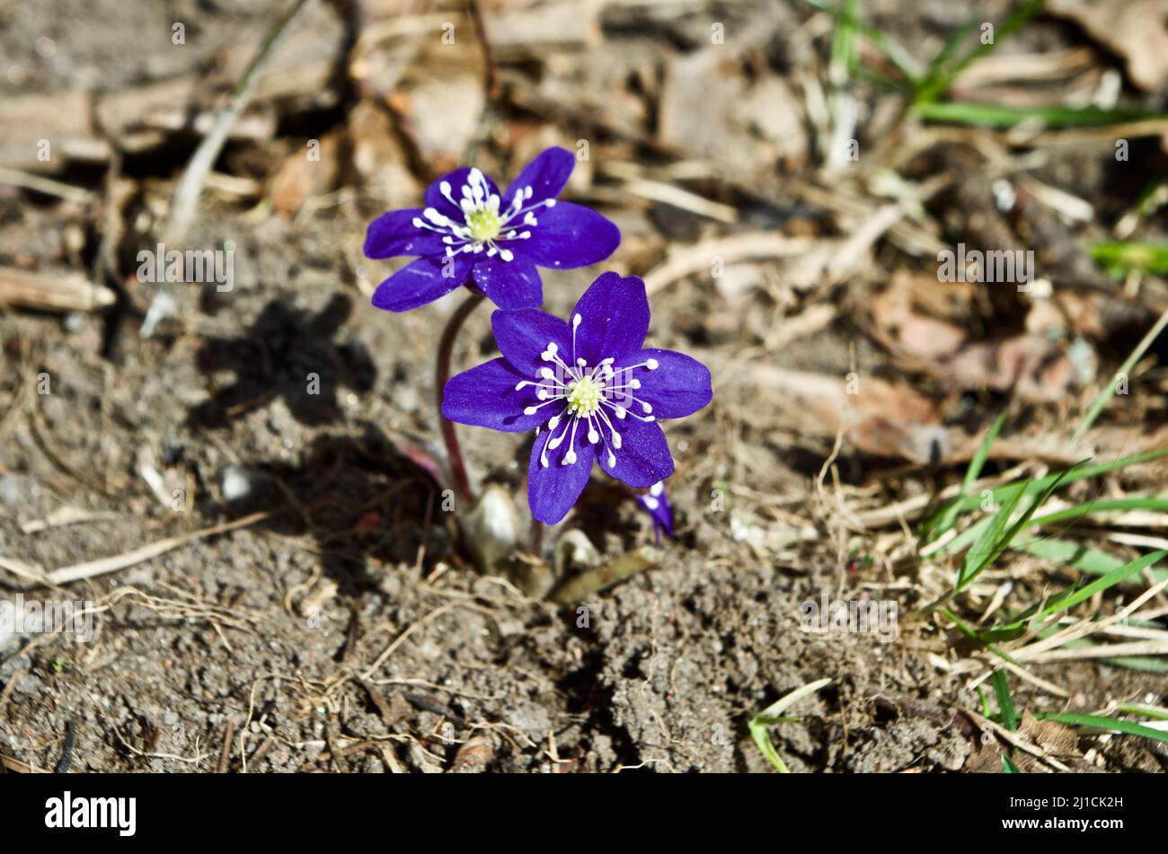 Blue hepatica nobilis plants with its shadows outdoors in the nature in ...