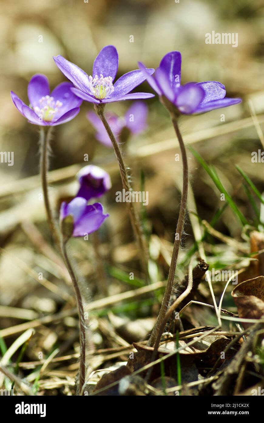 Group of flowering blue hepatica nobilis growing among old brown leaves ...