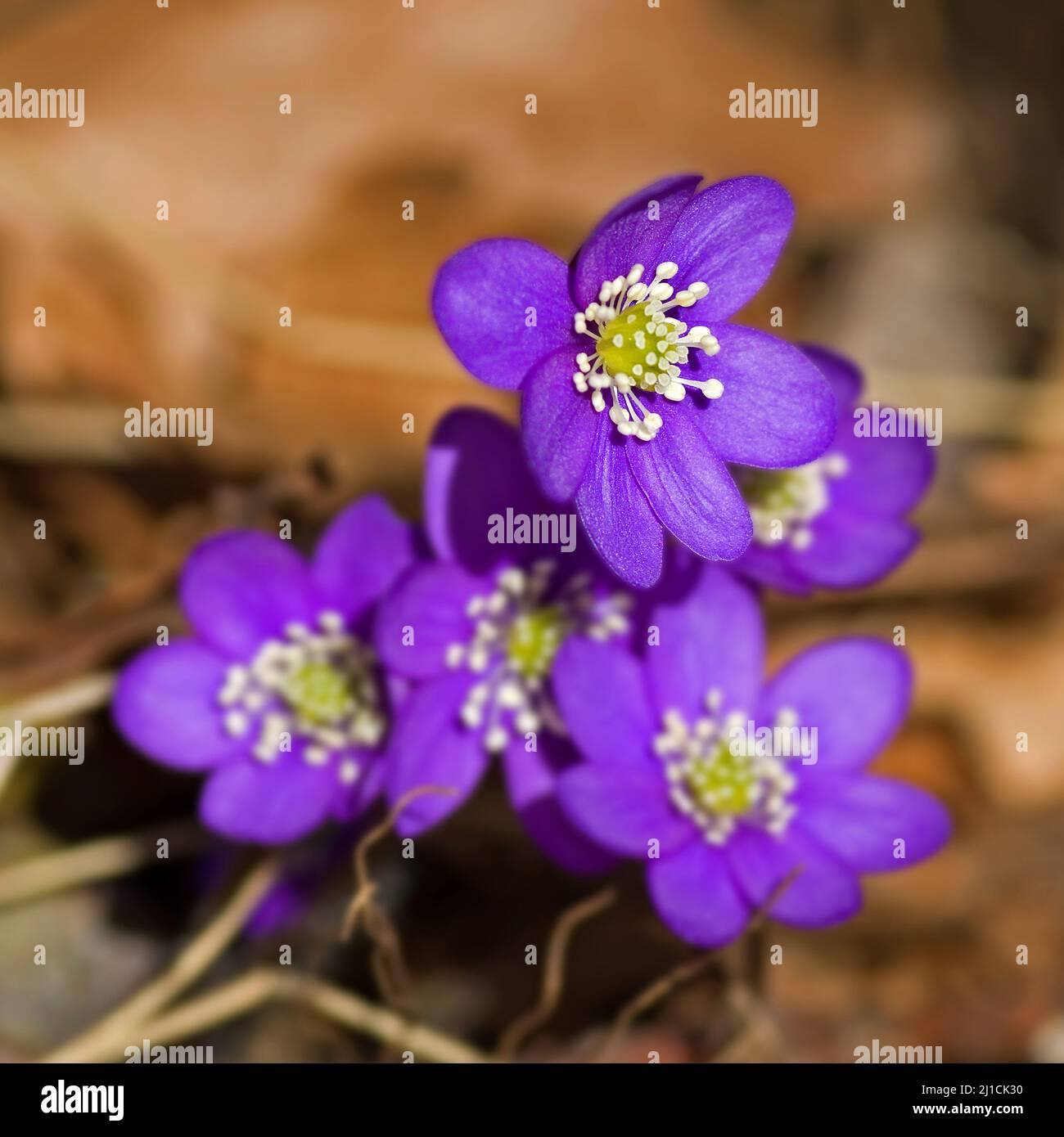 Group of flowering blue hepatica nobilis growing among old brown leaves ...