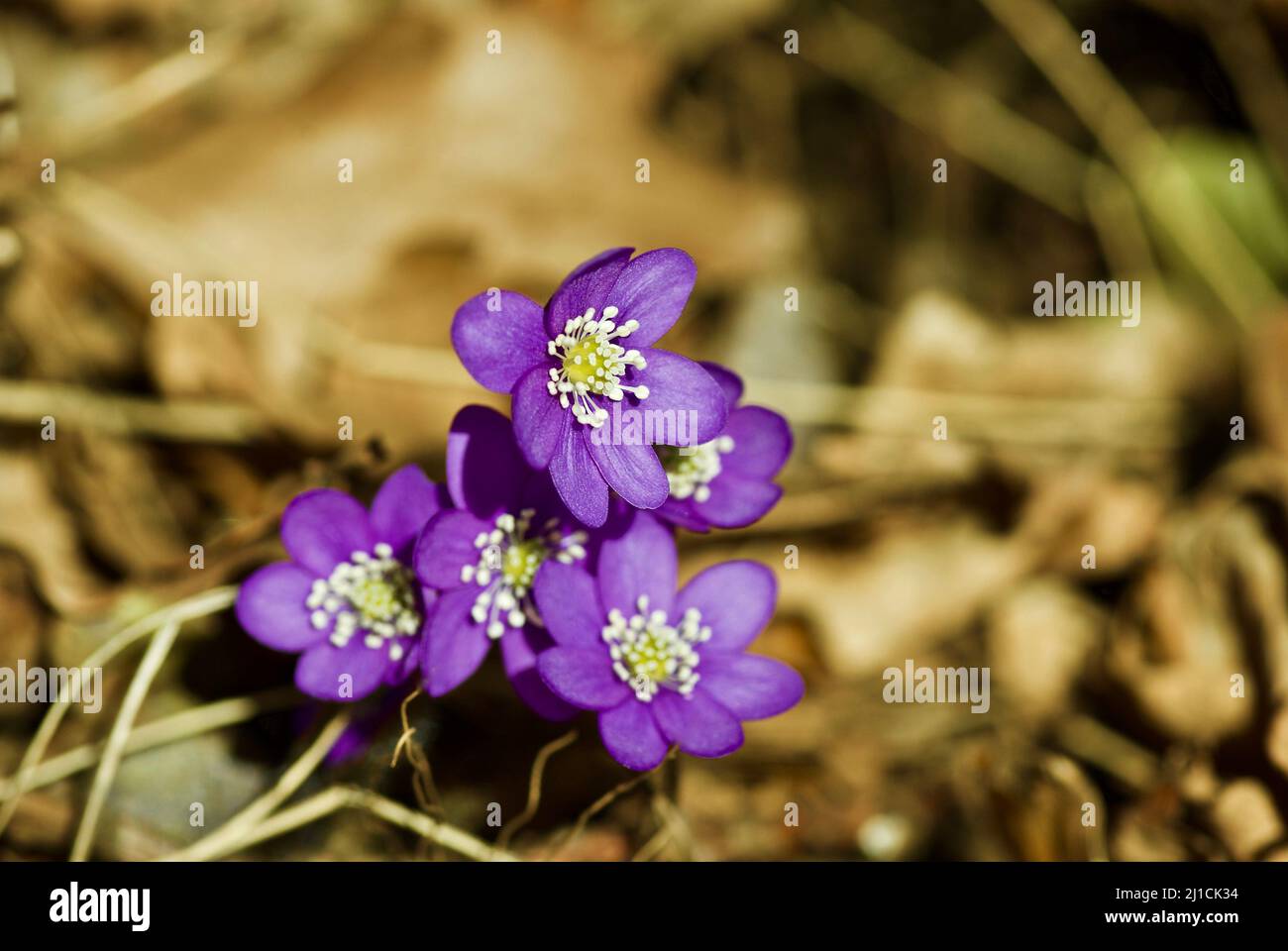 Group of flowering blue hepatica nobilis growing among old brown leaves ...