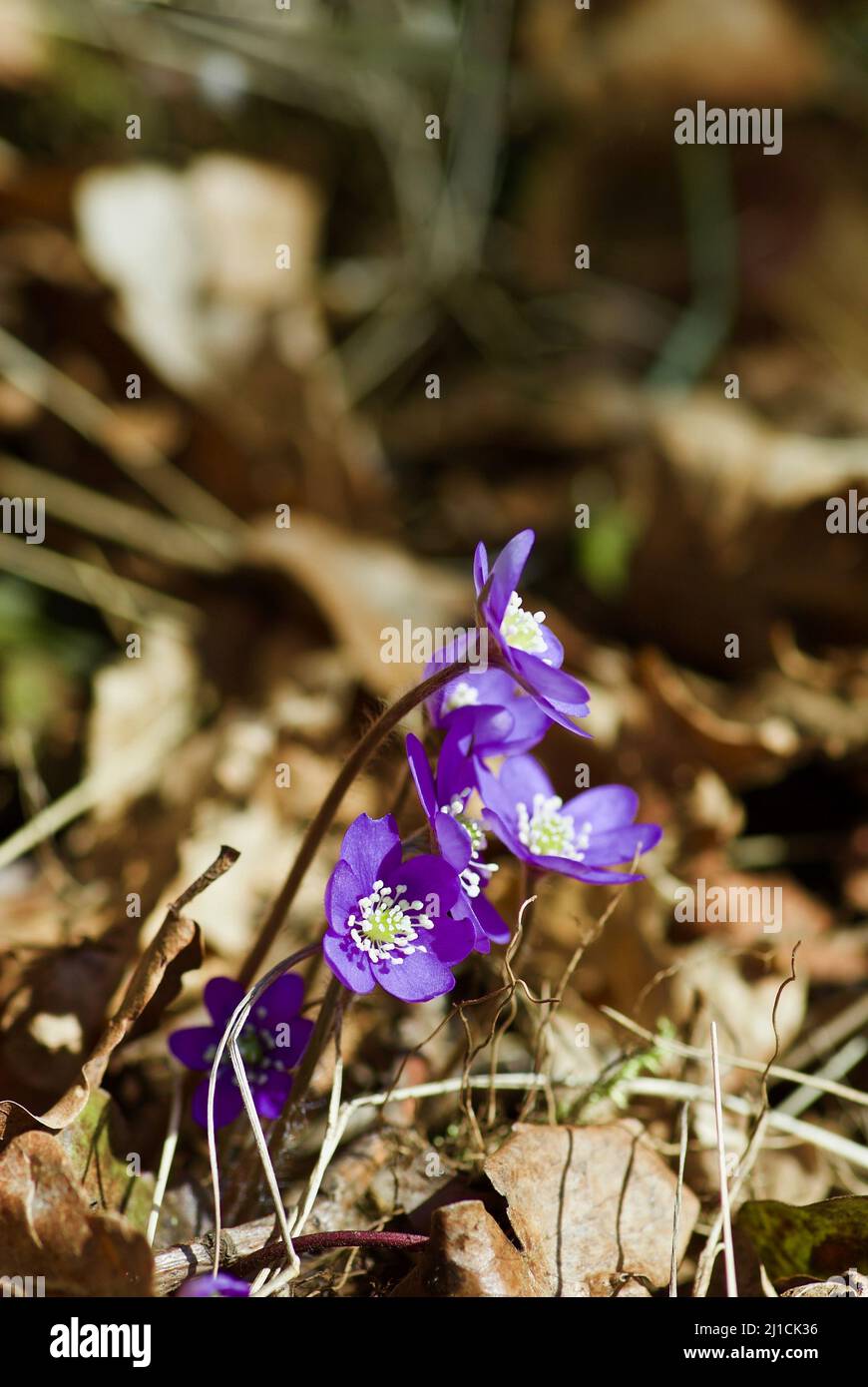 Flowering blue hepatica nobilis growing among old brown leaves in ...