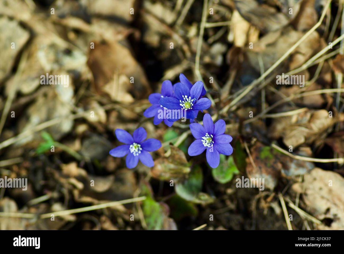 Flowering blue hepatica nobilis growing among old brown leaves in ...