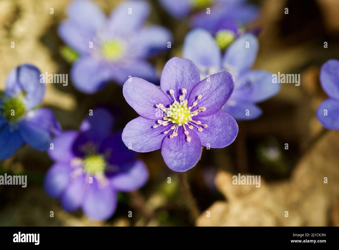 Blue hepatica nobilis plants growing outdoors in the nature in spring ...