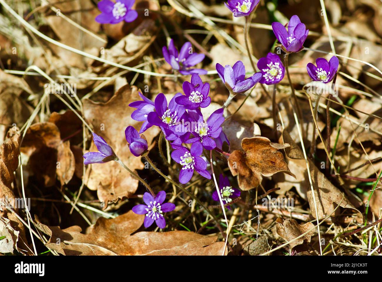 Group of flowering blue hepatica nobilis growing among old brown leaves ...
