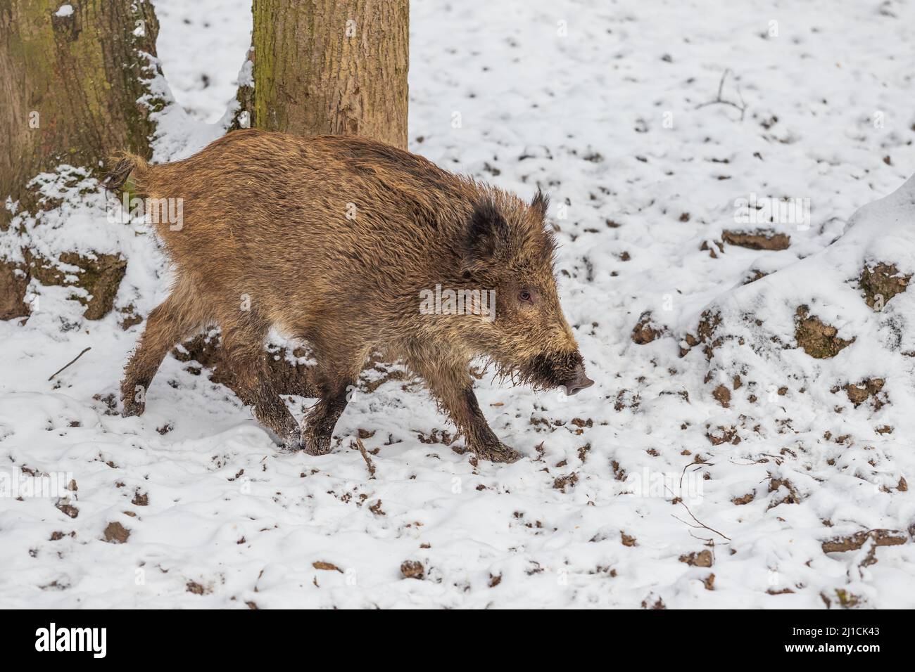 Wild boar - Sus scrofa running in the woods among the trees in the snow ...