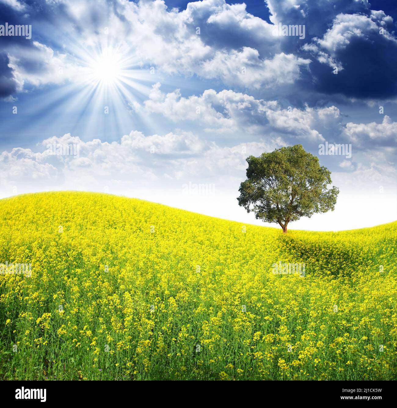 Alone tree on the beautiful field of yellow flowers Stock Photo - Alamy