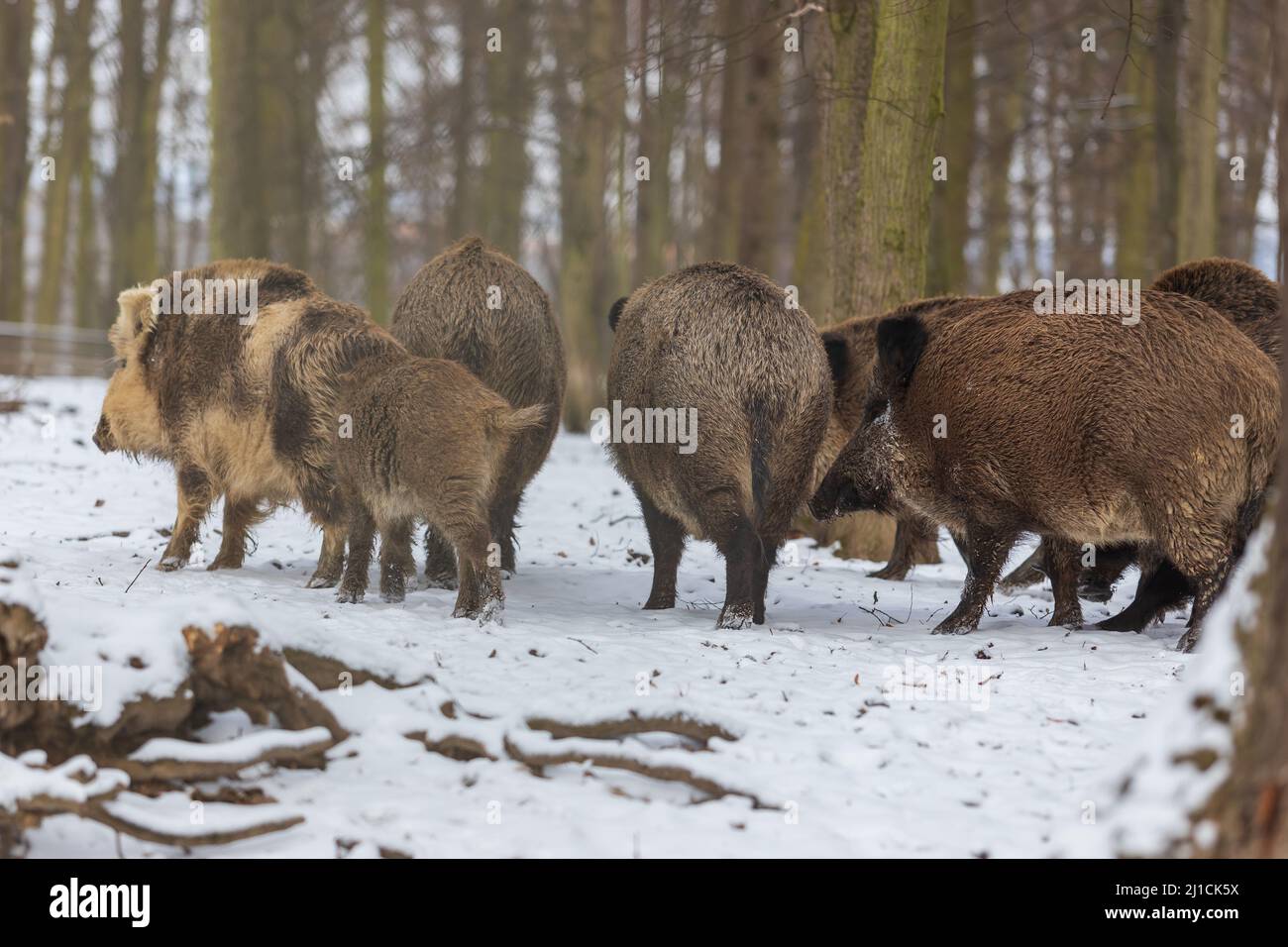 Wild boar - Sus scrofa - A group of wild boars stand in a forest among ...