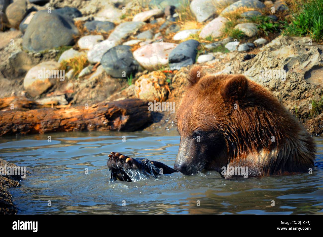 Young grizzly bear splashes and plays in a pool of water. His paw has ...