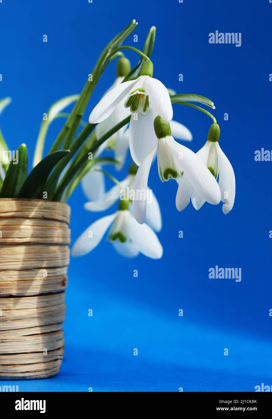 Spring snowdrop flower bouquet hi-res stock photography and images - Alamy