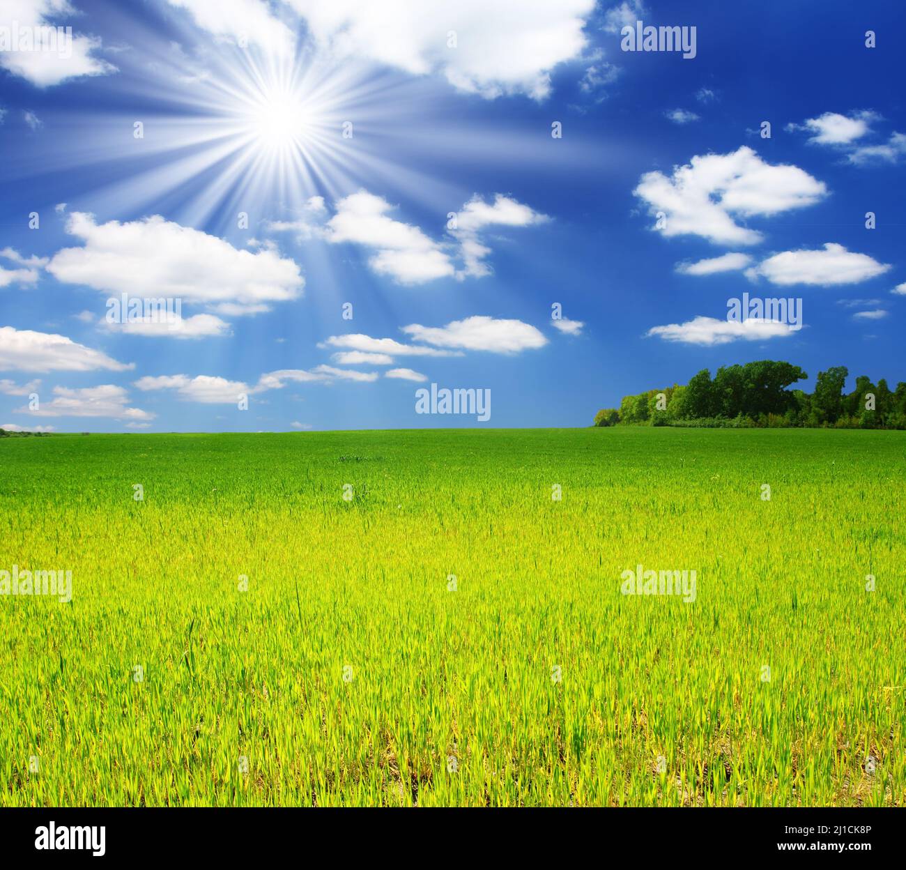 spring green field and beautiful blue sky Stock Photo - Alamy