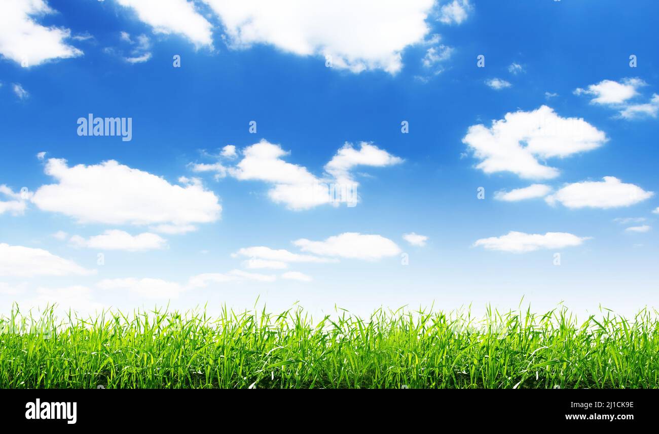 spring green field and beautiful blue sky Stock Photo - Alamy