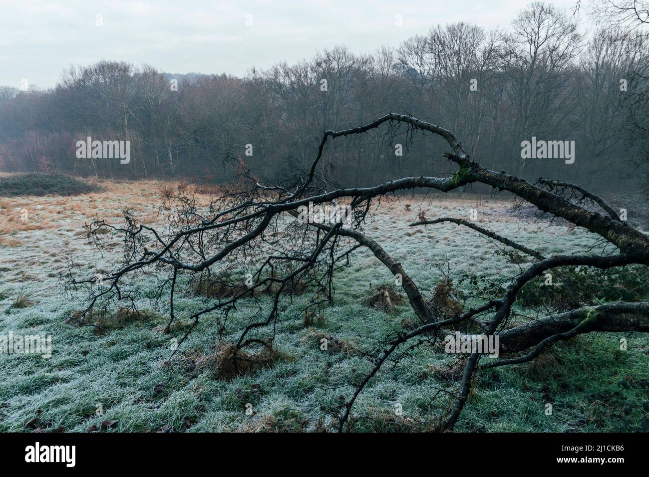 Common Land on the old Great Barr Hall estate at Great Barr, West ...
